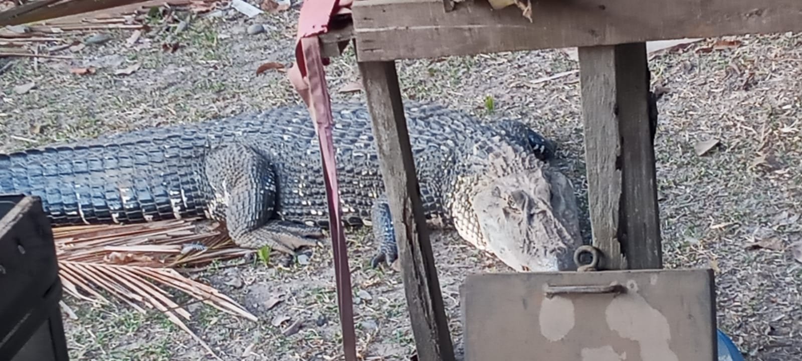 Jacaré invade quintal de casa e mulher pede socorro aos órgãos ...